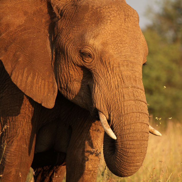 Ele_flyingfood comp – Animal Ecology in Focus