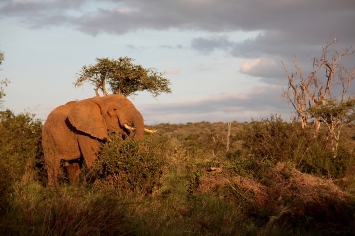 East Africa’s Elephant Architects – Animal Ecology in Focus