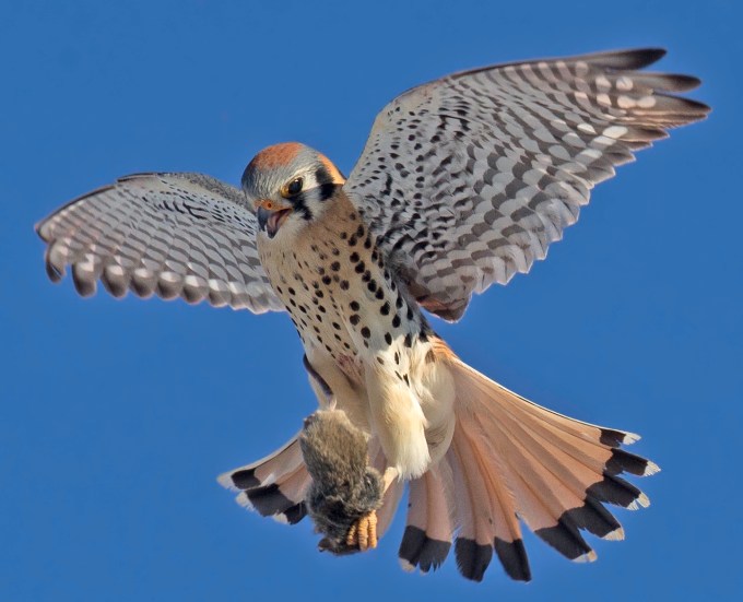 Earlier nesting by generalist predatory bird is associated with human ...