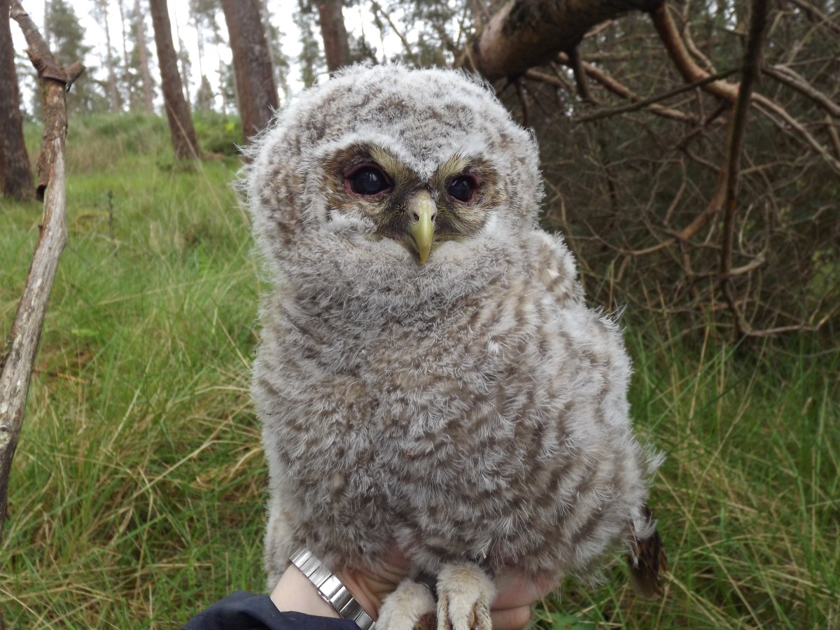 Giving a hoot about owl populations – Animal Ecology in Focus