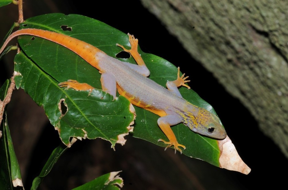 Why Mark Twain was wrong about lizards – Animal Ecology in Focus