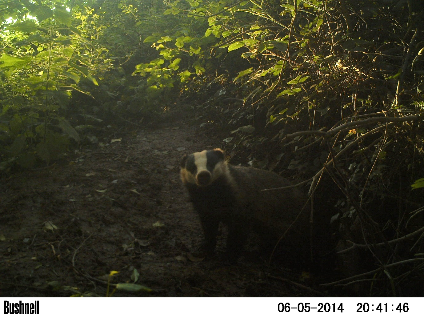 Badgers and Disease Ecology – Animal Ecology in Focus