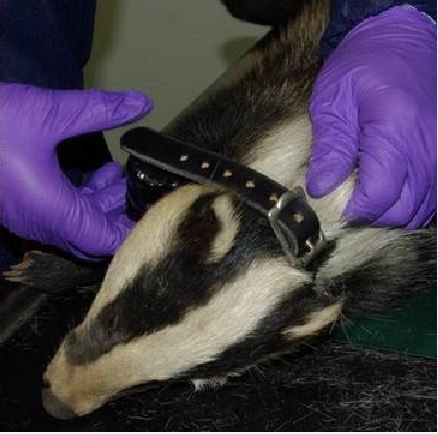 Badgers and Disease Ecology – Animal Ecology in Focus