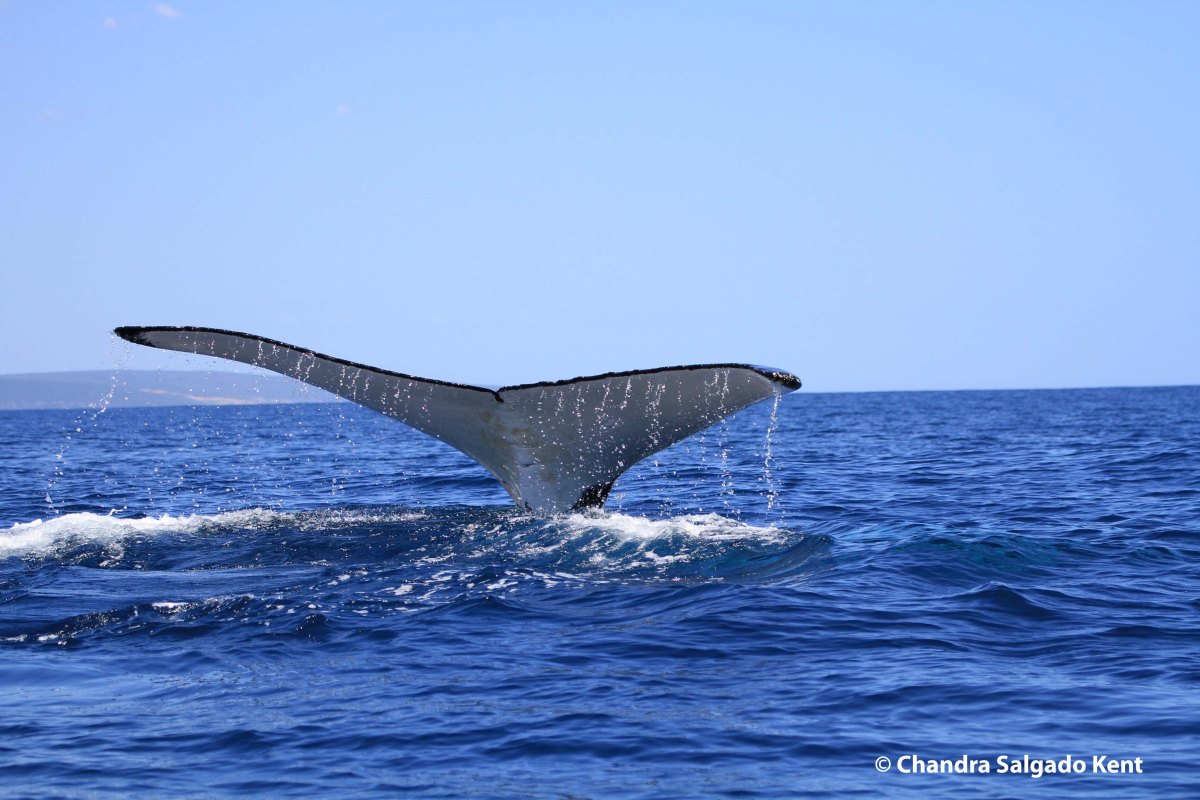 Field Reports: Chandra Salgado Kent – Animal Ecology in Focus