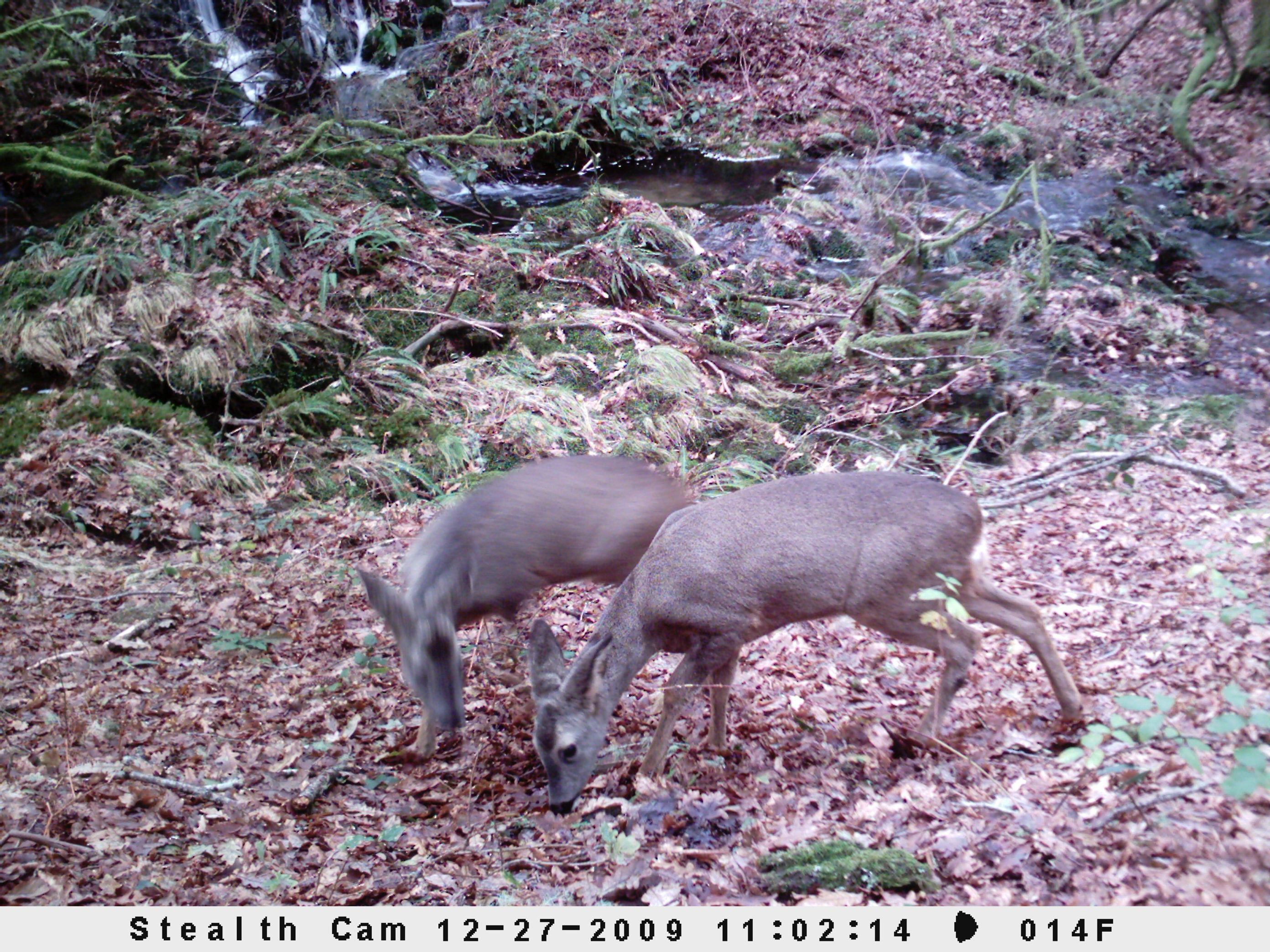 Estimating Species Populations – a critical step in understanding ...