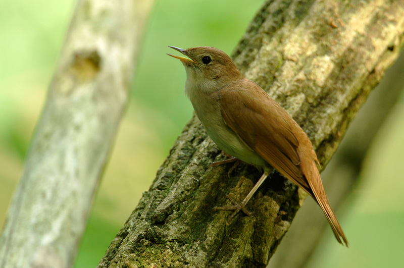 How do birds avoid their sibling-species competitors? – Animal Ecology ...