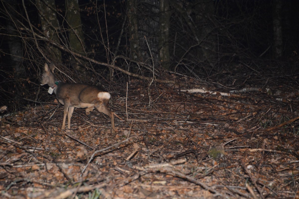 Open Call for Papers: Special Feature on Biologging – Animal Ecology in ...