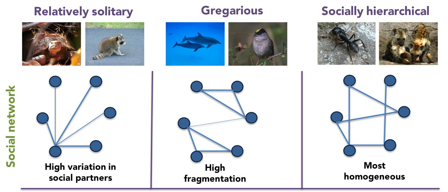Social or solitary: Does social network protect from disease? – Animal ...