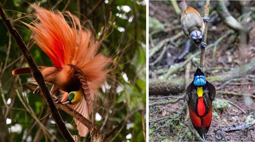 Evolution of dance and color in the birds of paradise – Animal Ecology ...