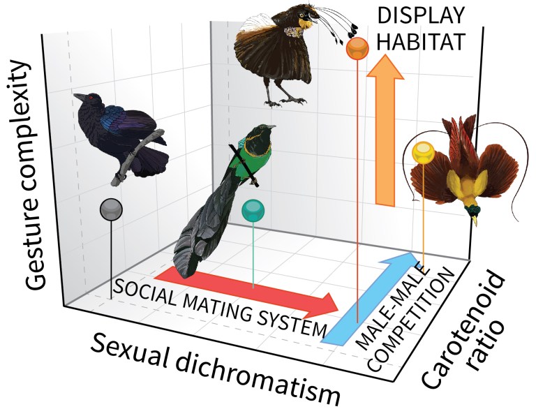 Evolution of dance and color in the birds of paradise – Animal Ecology ...