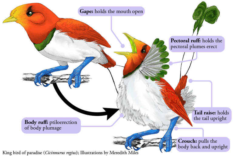 Evolution of dance and color in the birds of paradise – Animal Ecology ...