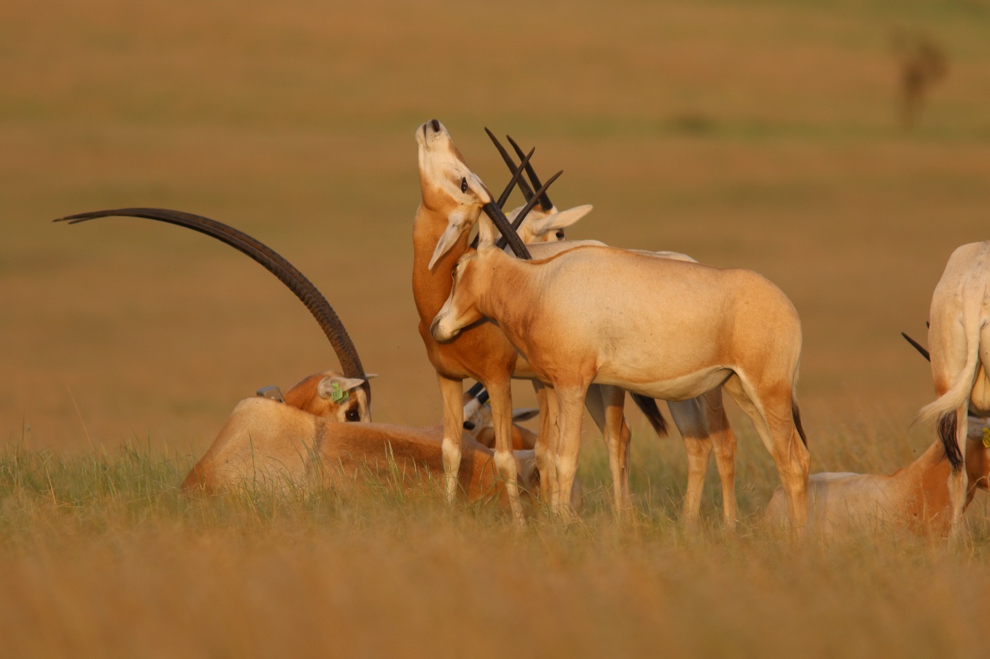 Return to the Wild: Conservation hope for the scimitar-horned oryx ...