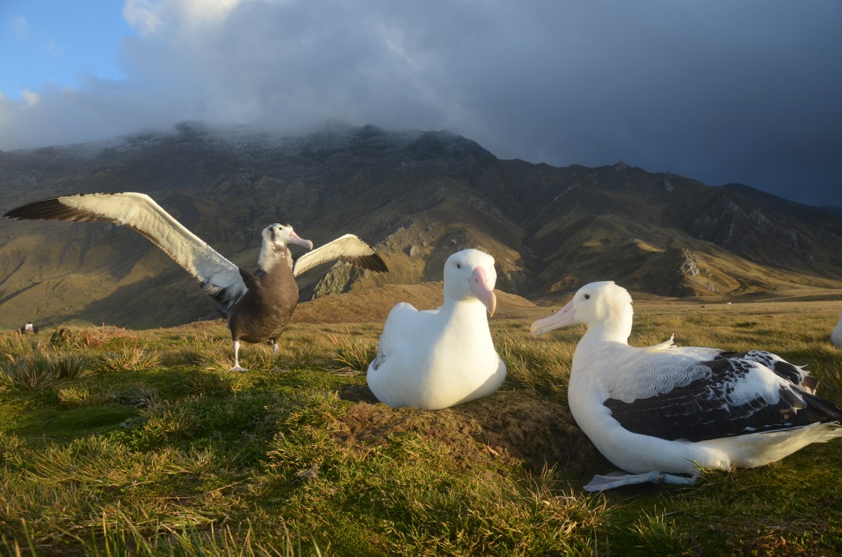 The wandering albatrosses of the Crozet Islands – Animal Ecology in Focus