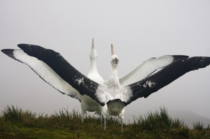 The wandering albatrosses of the Crozet Islands – Animal Ecology in Focus