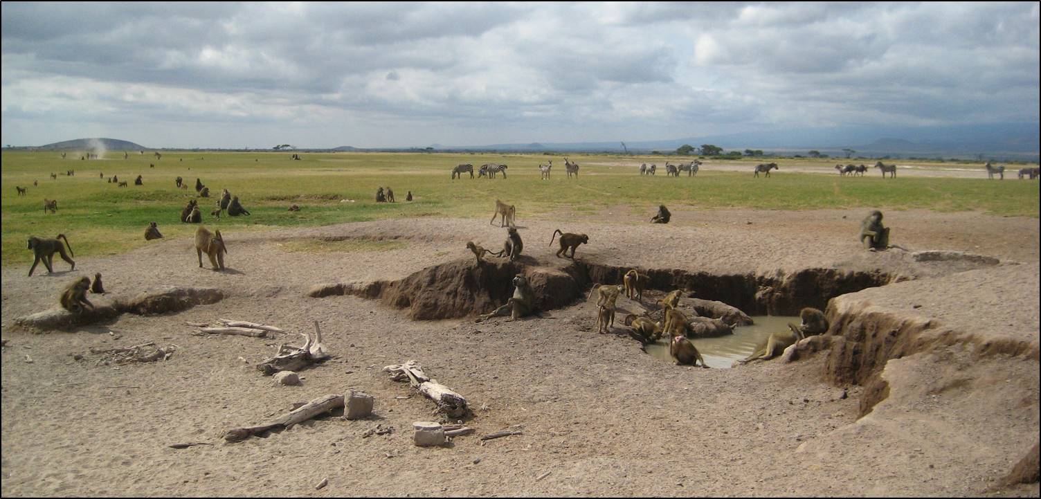 The baboons of Amboseli – Animal Ecology in Focus