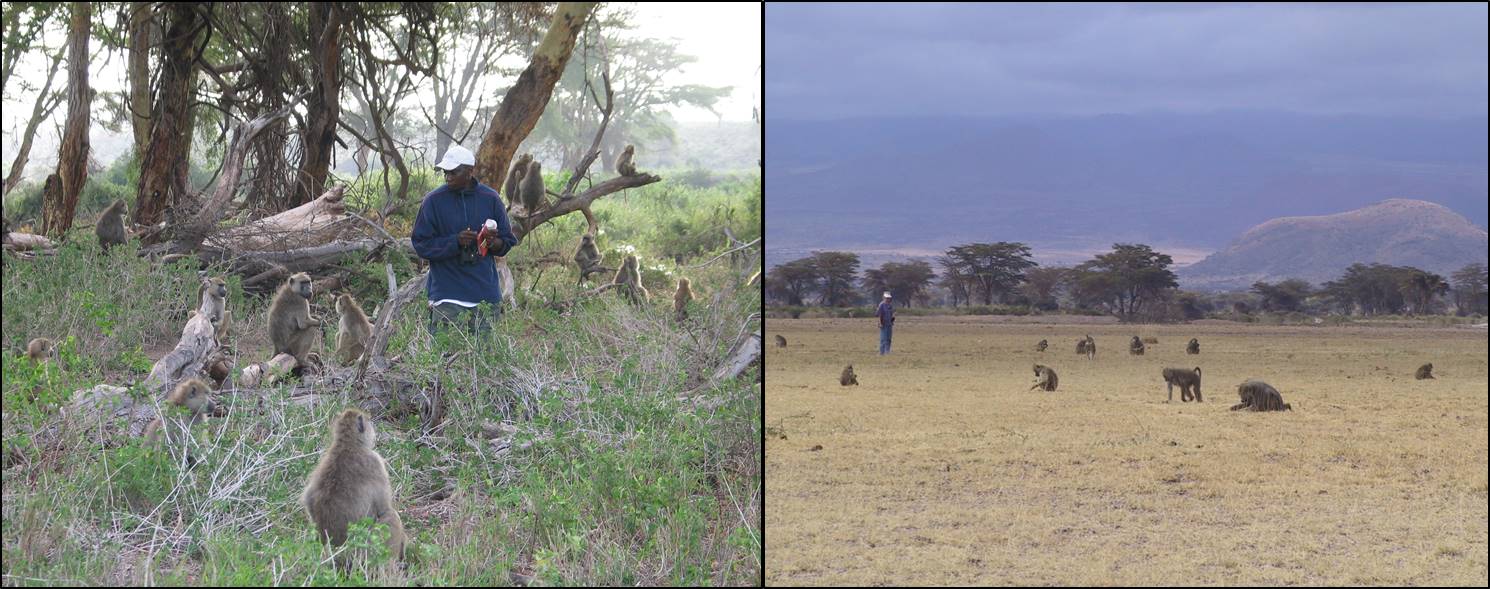 The baboons of Amboseli – Animal Ecology in Focus
