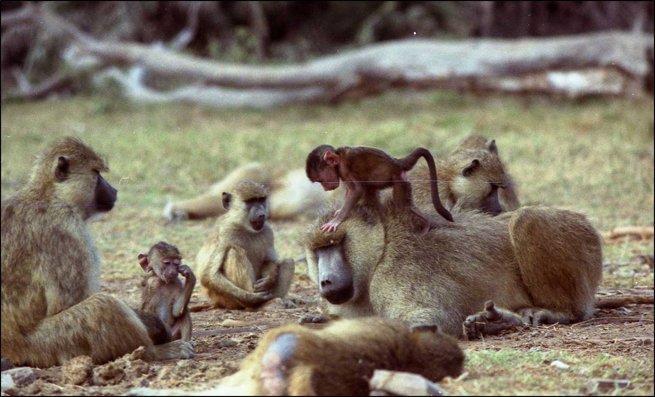 The baboons of Amboseli – Animal Ecology in Focus