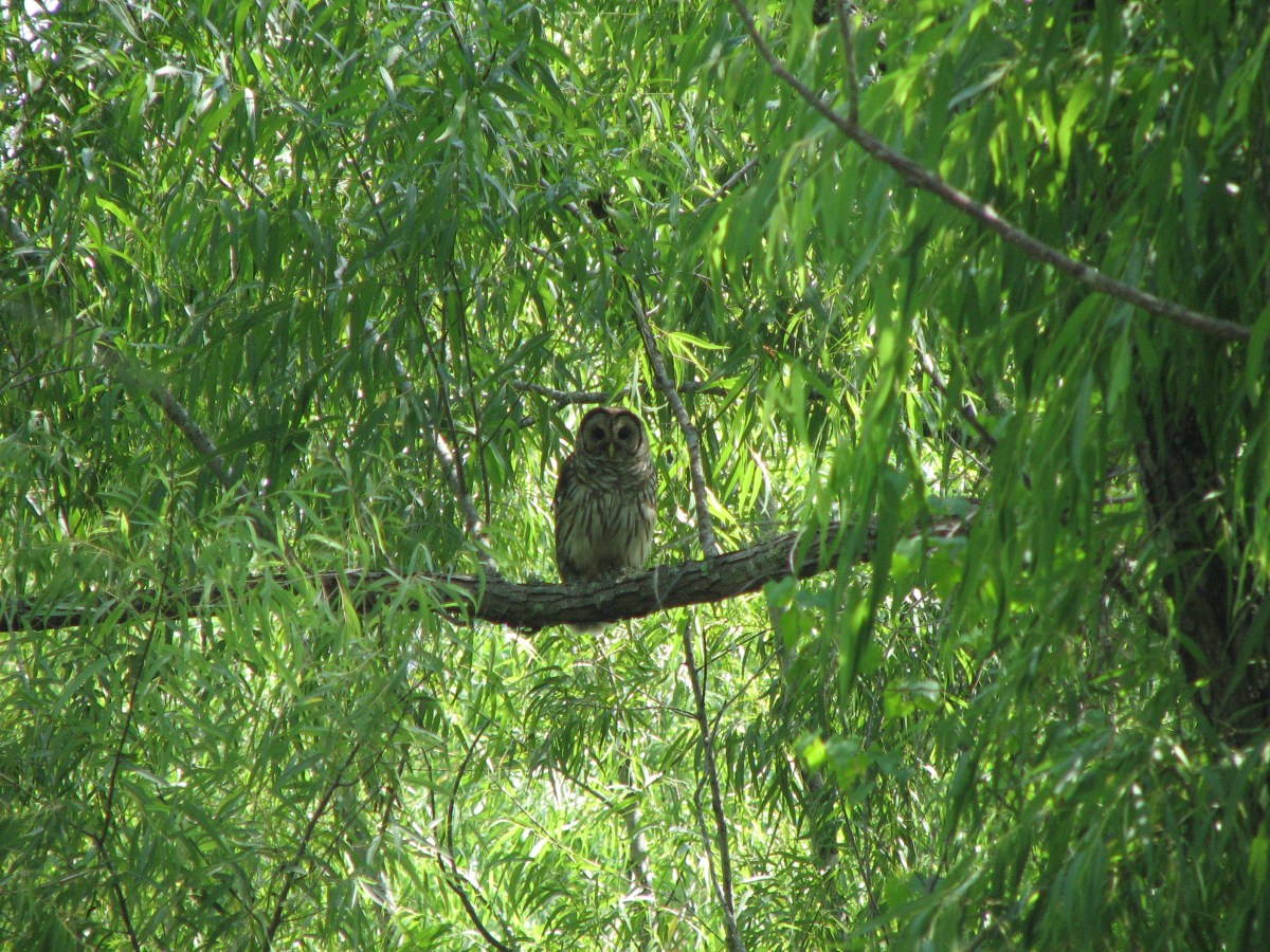 Ecological inference from occupancy estimates depends on sampling scale ...