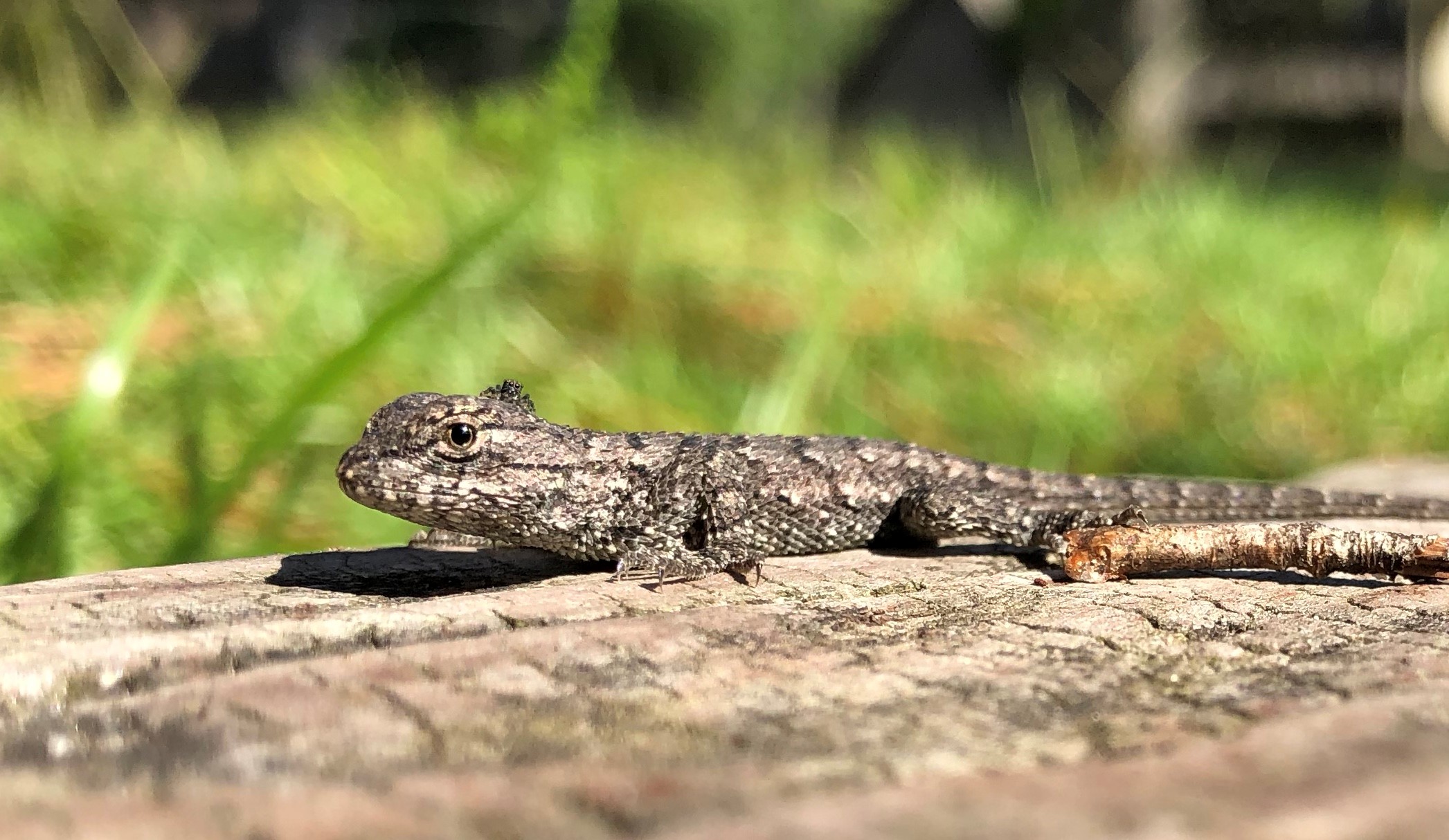 Effects of a maternal stress hormone across life stages – Animal ...