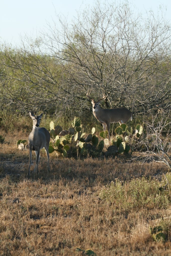 Defining a mating system of a cryptic deer species – Animal Ecology in ...
