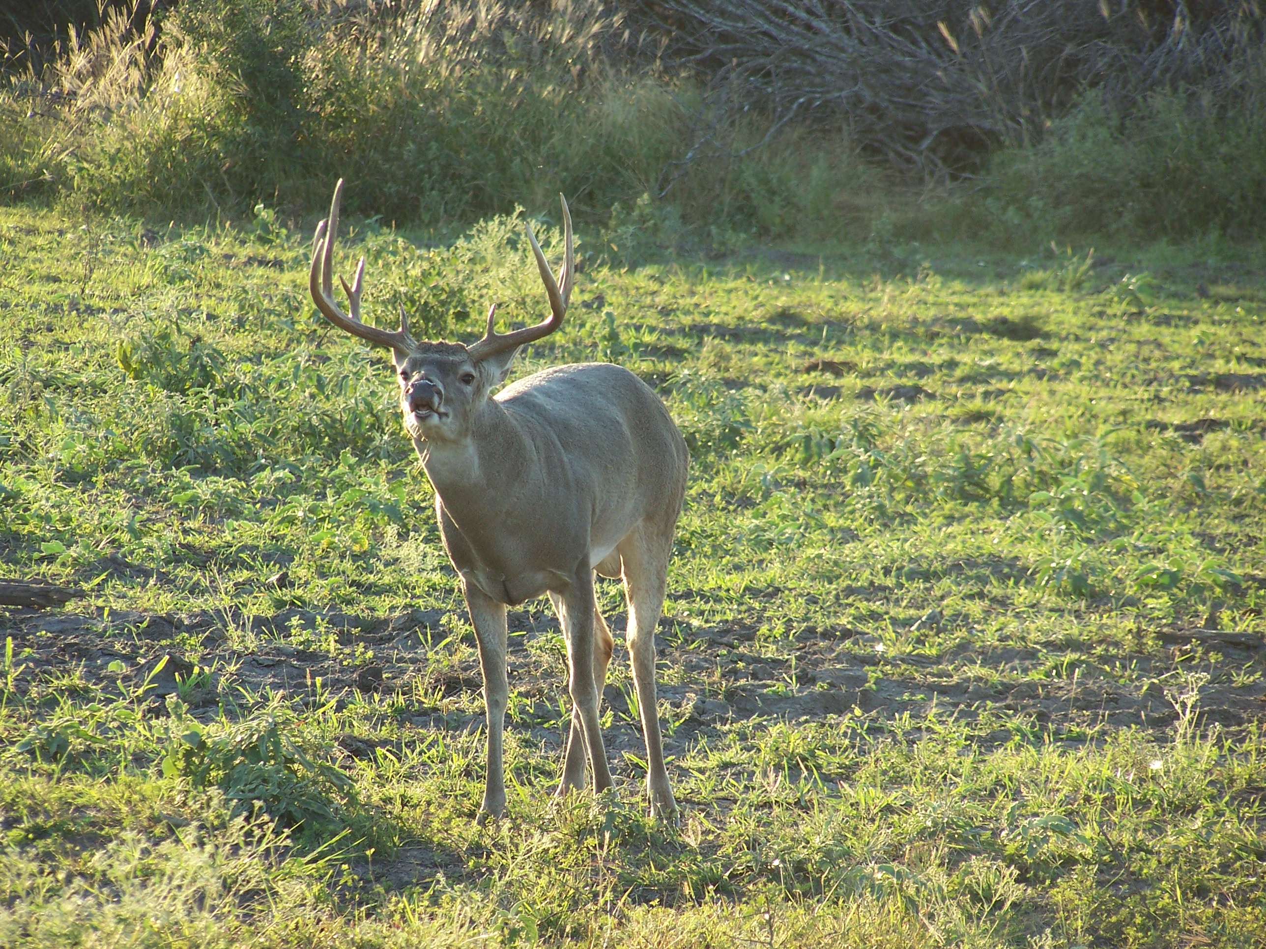 Defining a mating system of a cryptic deer species – Animal Ecology in Focus