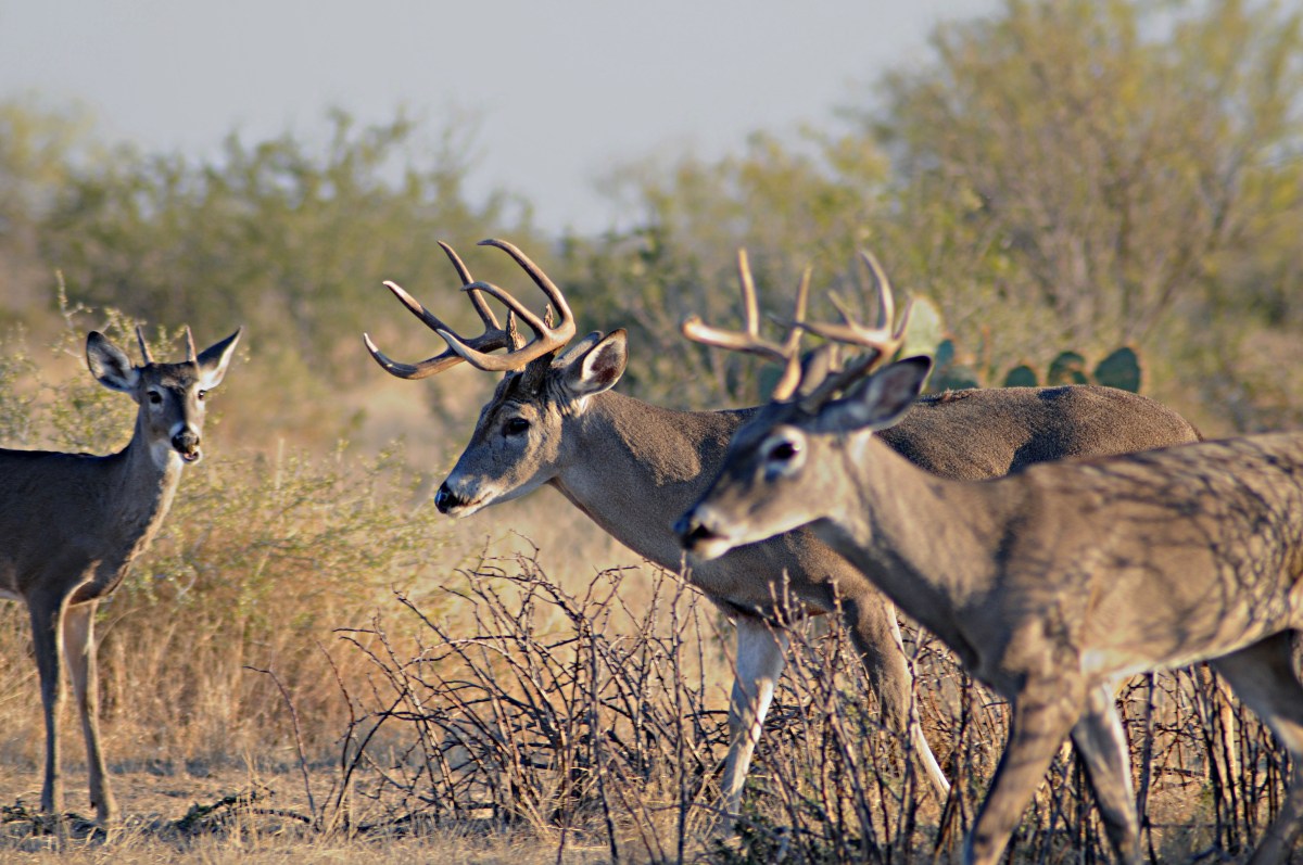 Defining a mating system of a cryptic deer species – Animal Ecology in ...