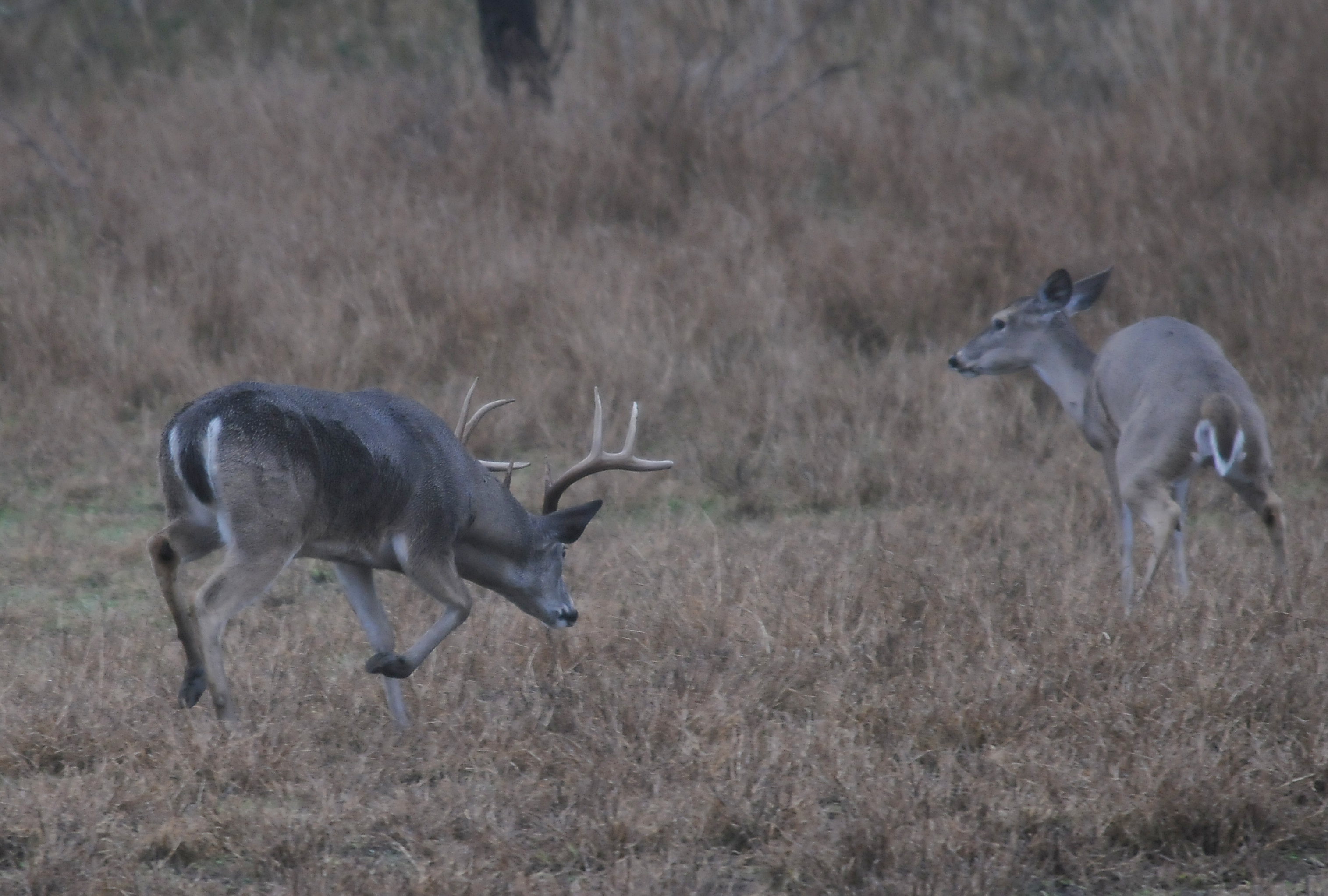 Defining a mating system of a cryptic deer species – Animal Ecology in ...