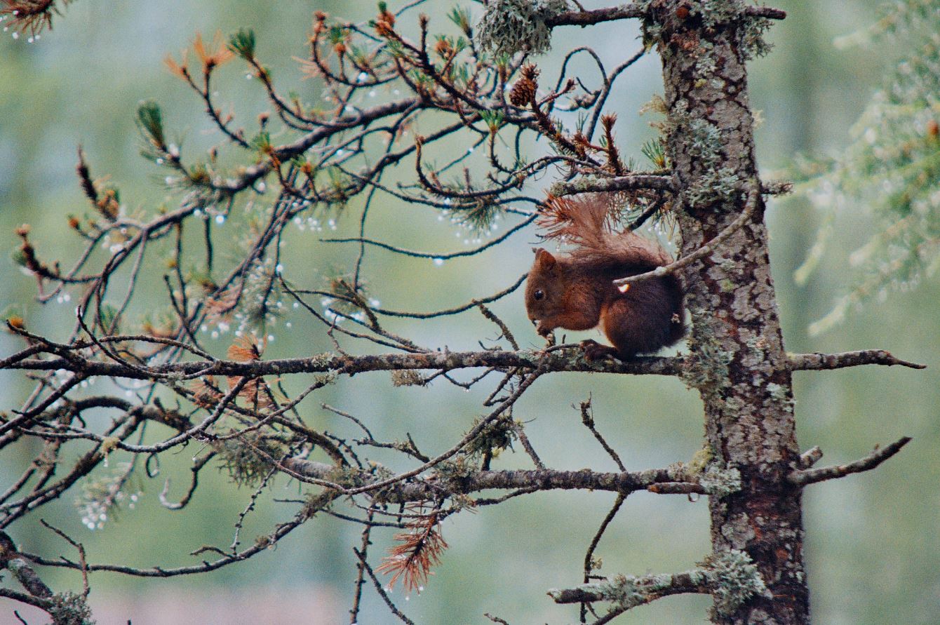 Stressed-Out Squirrels – Animal Ecology in Focus