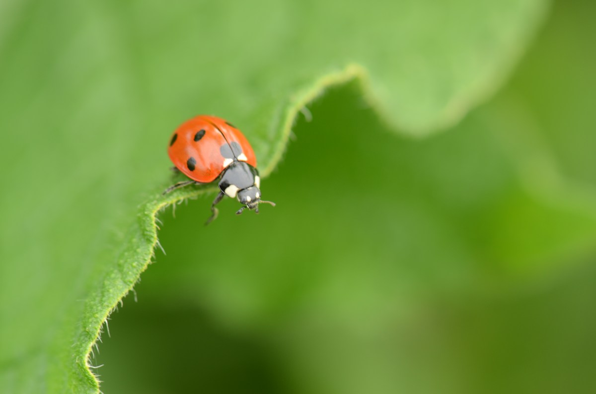 Understanding ecosystem function (and each other) – Animal Ecology in Focus