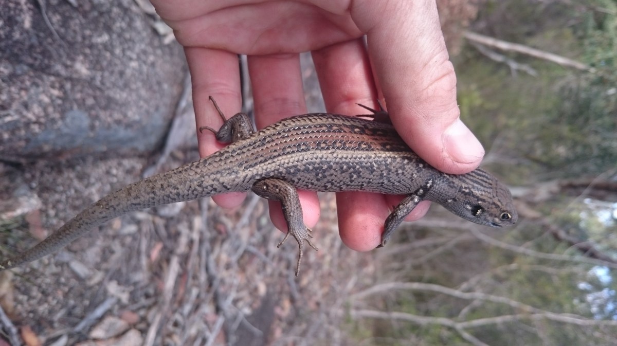 A Colourful Distribution – Animal Ecology in Focus