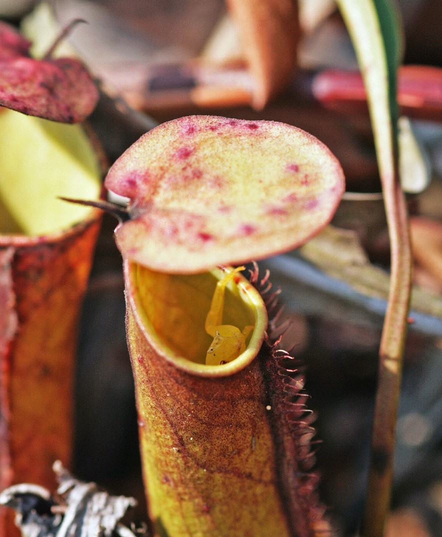 Go Big or Go Home: Pitcher plant hosts and their crab spider tenants ...