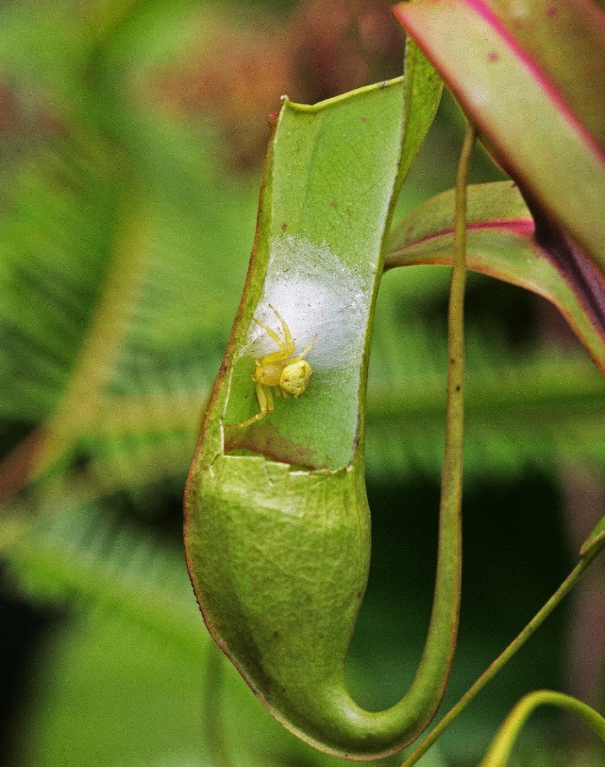 Go Big or Go Home: Pitcher plant hosts and their crab spider tenants ...