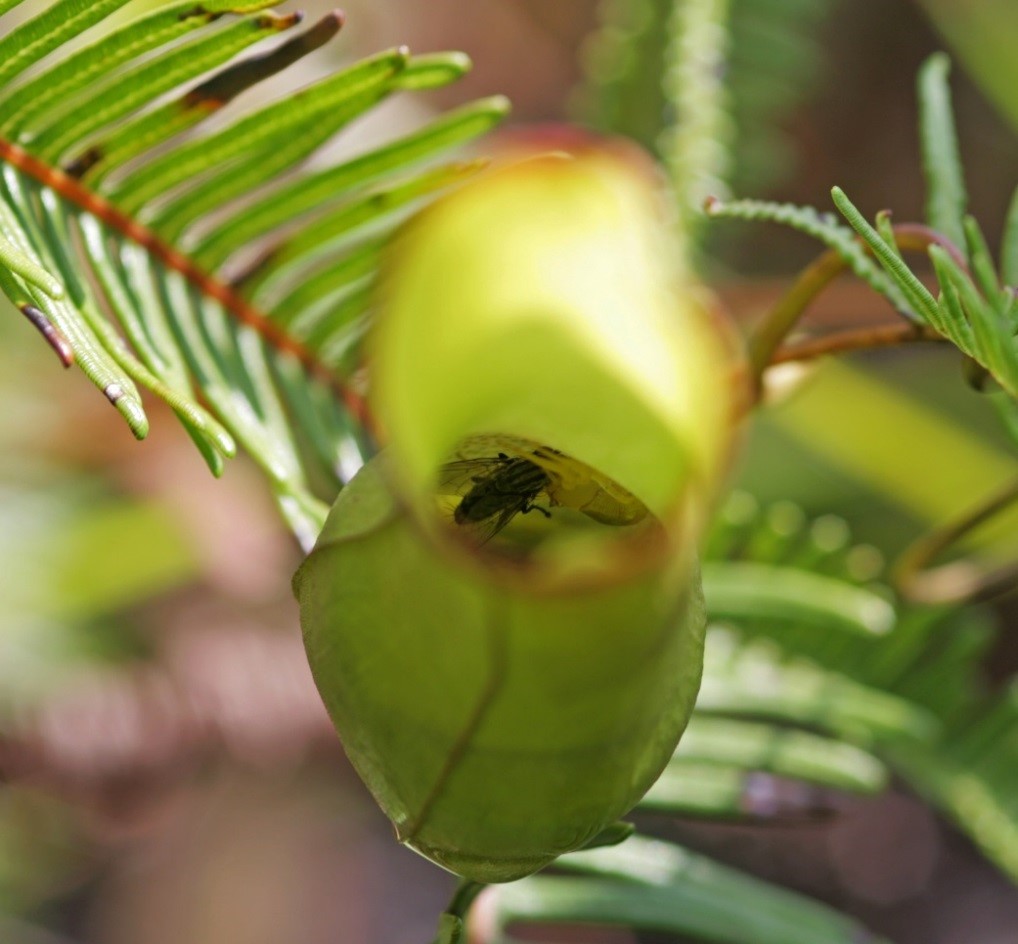 Go Big or Go Home: Pitcher plant hosts and their crab spider tenants ...