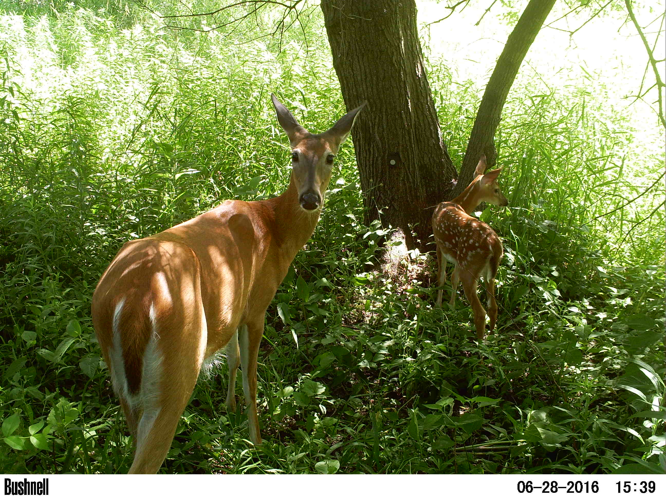 Urbanization alters predator‐avoidance behaviours – Animal Ecology in Focus