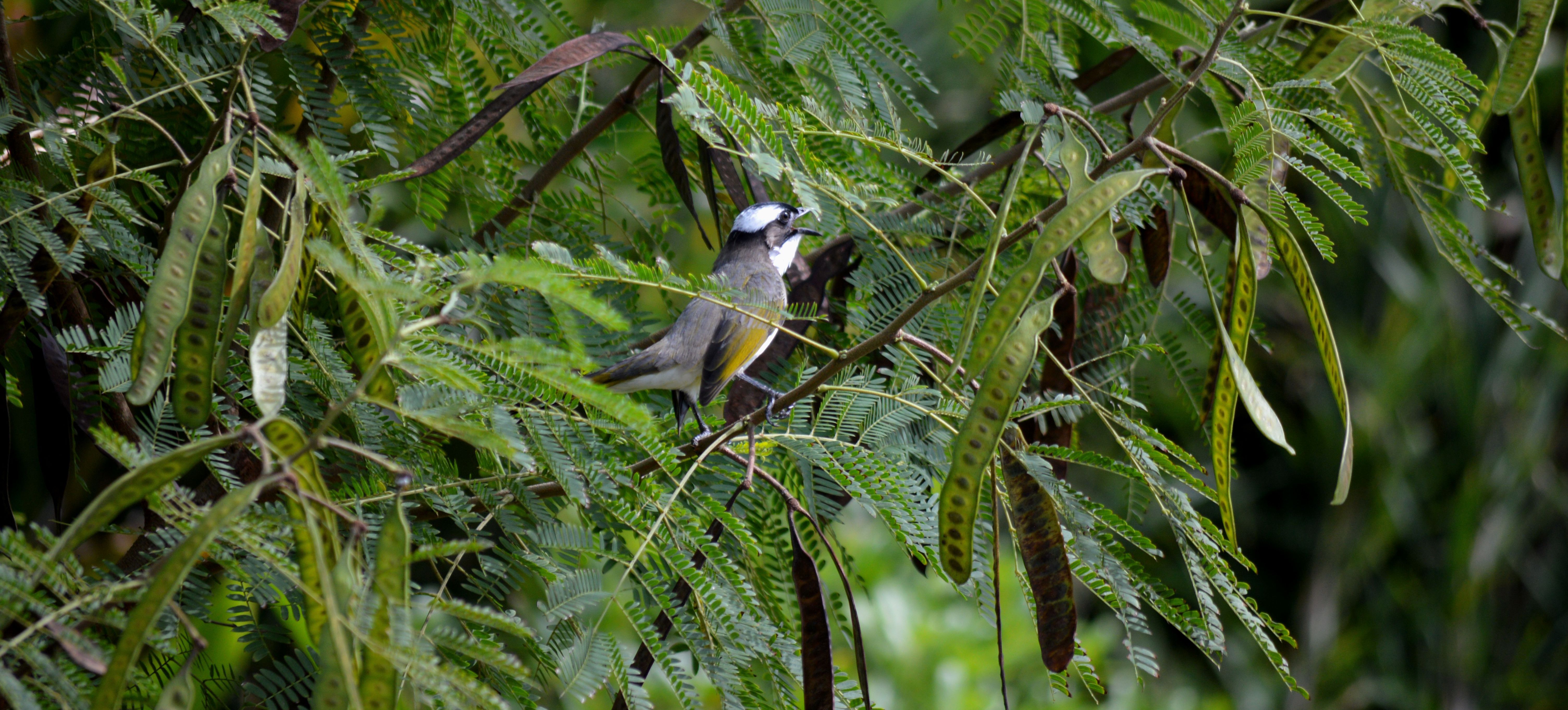Birds in paradise: biogeography in the subtropics – Animal Ecology in Focus