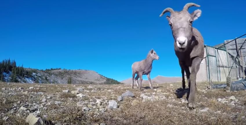 Persistence (and a bit of luck) pays off: Costs of reproduction in ...