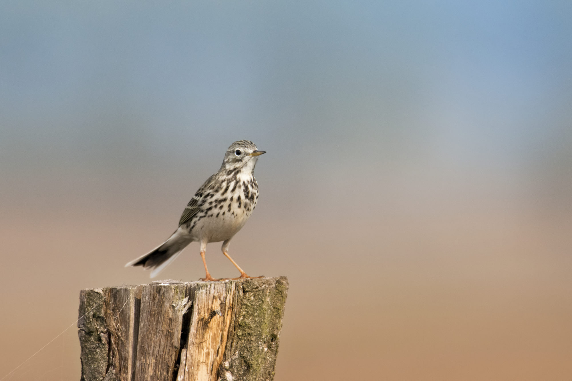 Meet the Editor: Darren Evans – Animal Ecology in Focus