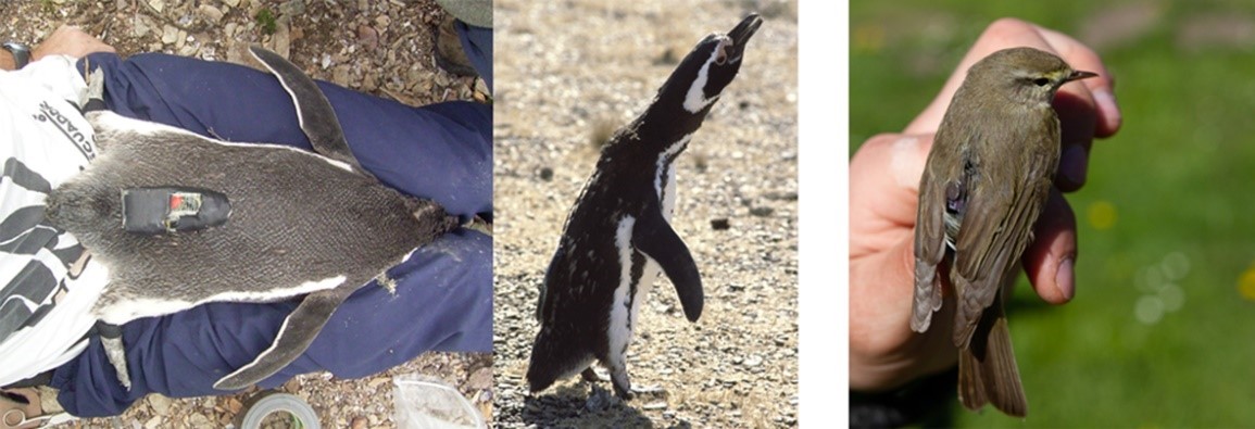 Light‐Level Geolocator Analyses: A user’s guide – Animal Ecology in Focus