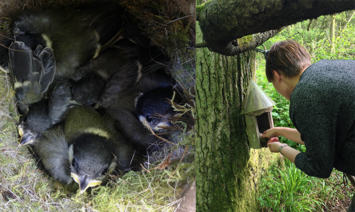 How good are we at identifying cues for breeding? – Animal Ecology in Focus