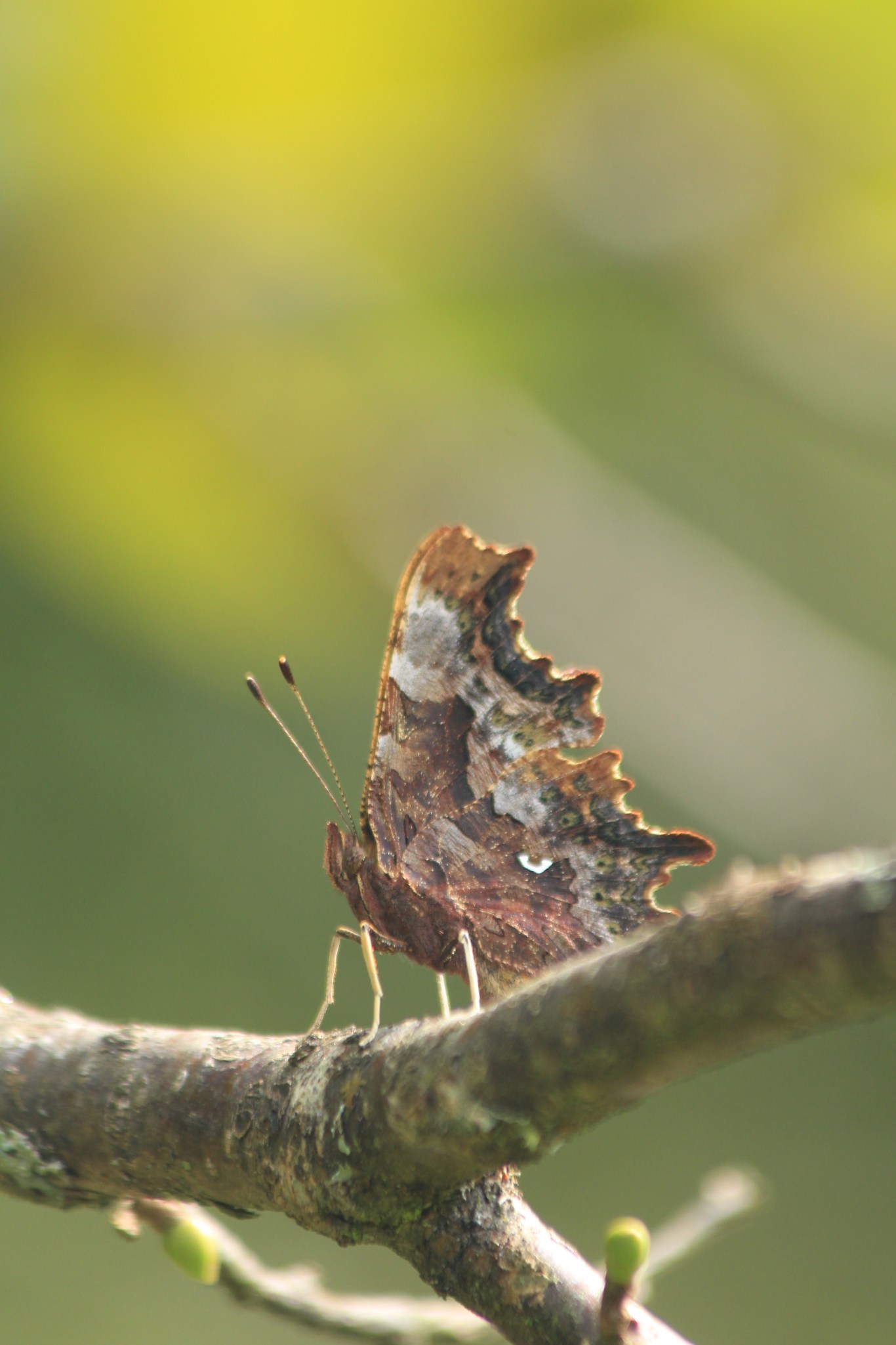How butterflies keep their cool: taking butterfly temperatures to ...