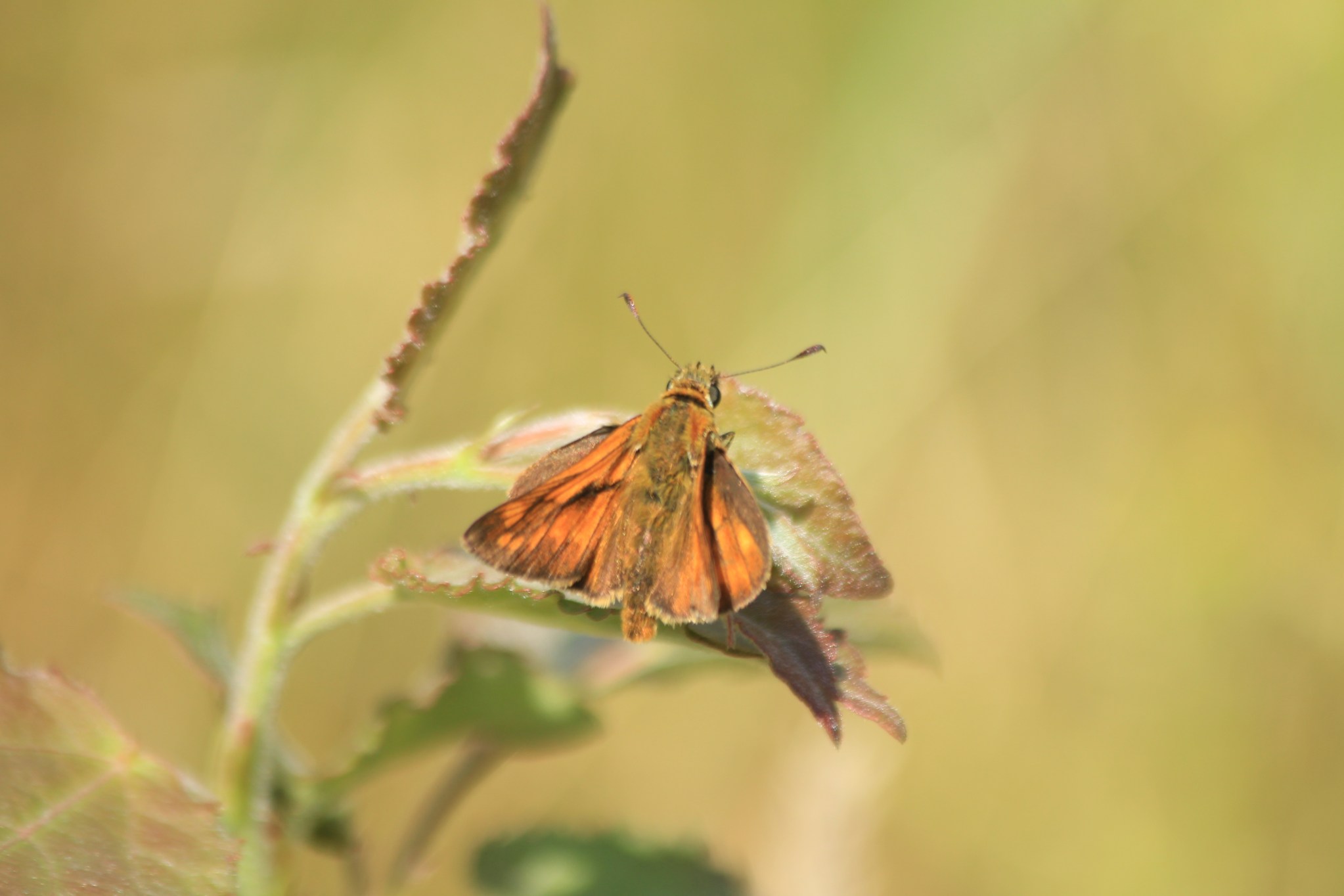 How butterflies keep their cool: taking butterfly temperatures to ...