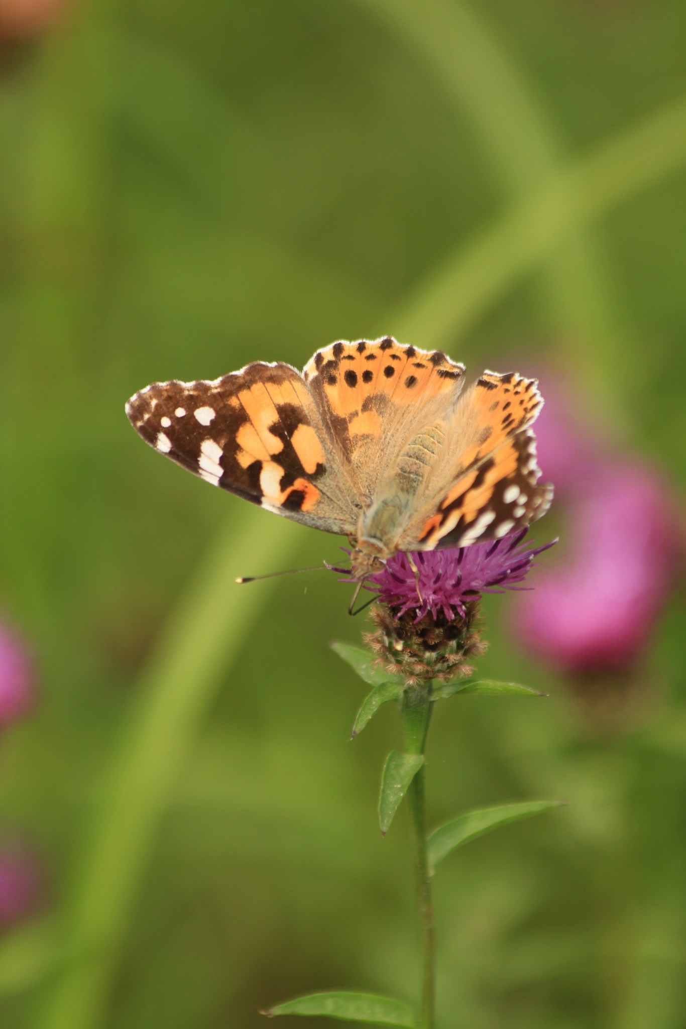 How butterflies keep their cool: taking butterfly temperatures to ...