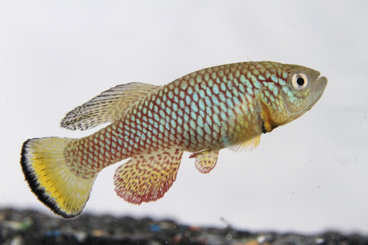 Reproductive senescence in a small fish: the case of the Nothobranchius ...
