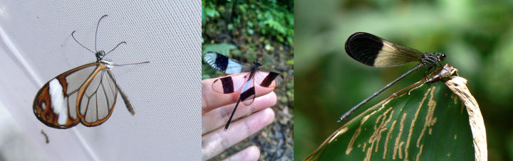 Investigating imperfect mimicry in natural populations – Animal Ecology ...