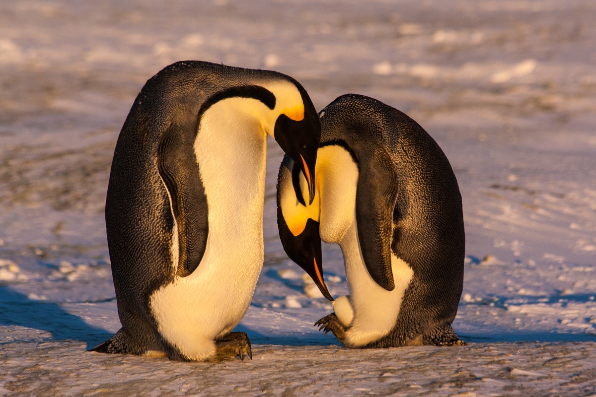 How animals fuel their reproduction: a new approach – Animal Ecology in ...