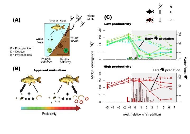 Indirect interactions through shared predation can drive food-web ...