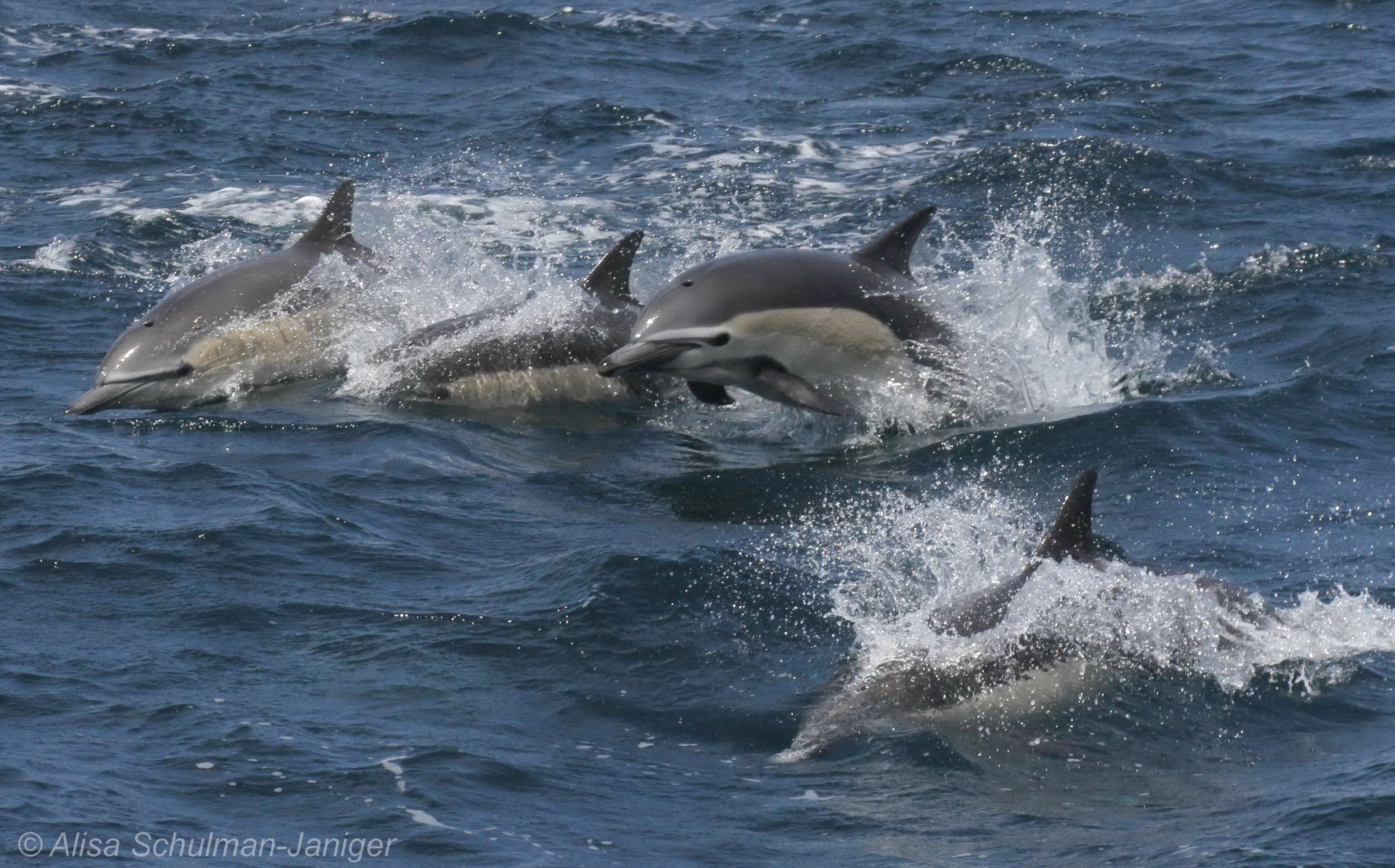 LET’S EAT TOGETHER: ATOMS FROM AMINO ACIDS REVEAL COMMON DOLPHINS ...