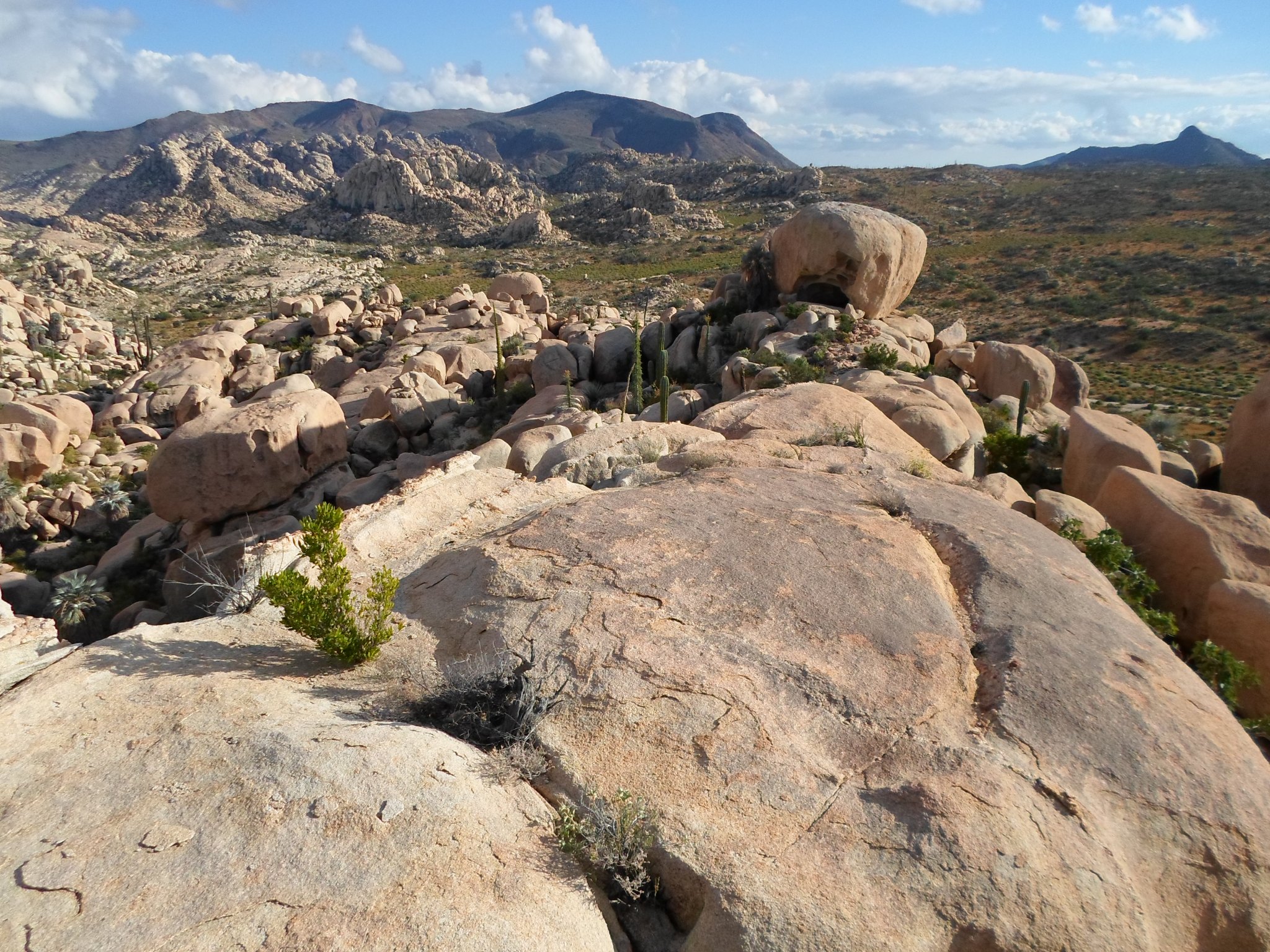 The enemy of my enemy is my friend: Nematode infection of non ...