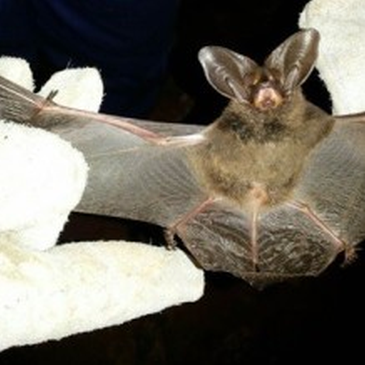 Interacting elevational and latitudinal gradients determine bat ...