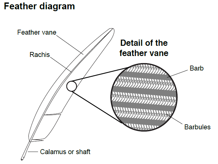 The colours out of (nano)space – Animal Ecology in Focus